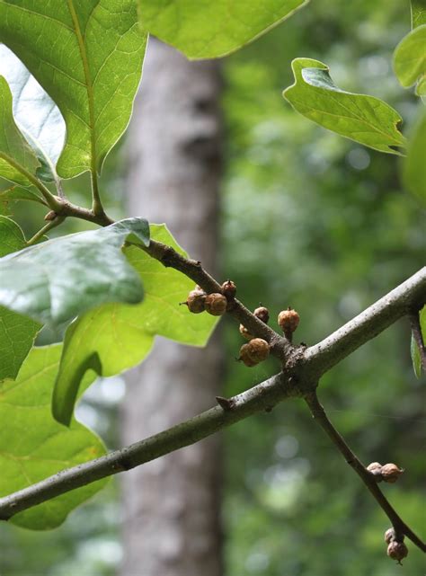 Centenary College Arboretum Tree Of The Week Blackjack Oak Quercus Marilandica