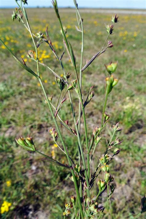 Bupleurum tenuissimum - Burgenland Flora