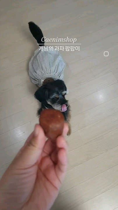 개님의과자 팝팝이 개님의상점 가수분해간식 100프로자연유래간식 Youtube