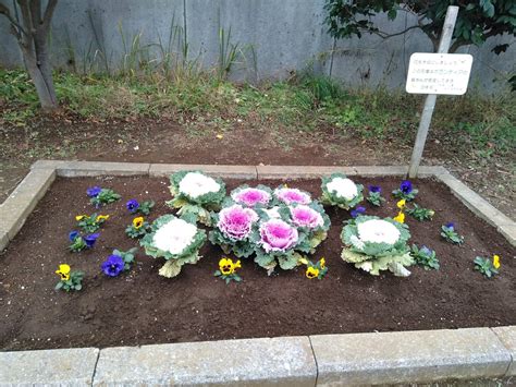 【第二わかば園】ふれあい公園花壇の植え替えをしました｜お知らせ｜社会福祉法人 松里福祉会｜千葉県松戸市