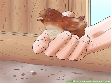 4 Ways To Sex Rhode Island Red Chicks Wikihow