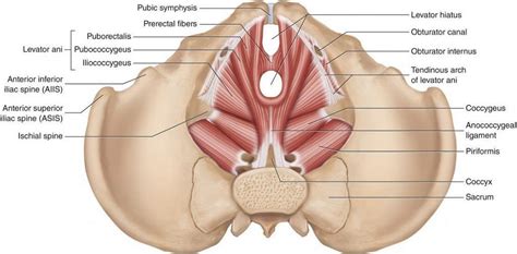 Understanding Pelvic Floor Therapy Pfpt Pelvic Floor Muscle Training