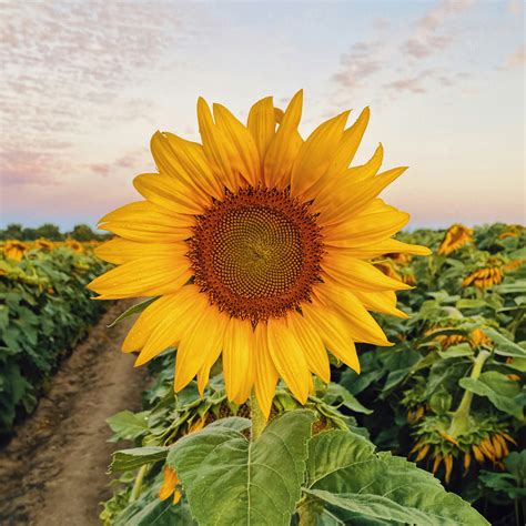 Цветущие поля в России где любоваться тюльпанами ирисами и другими цветами