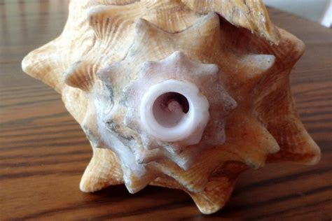 Life In The Slow Lane The Pearl Making A Conch Horn