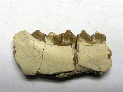 Oreodont But Which Species Fossil ID The Fossil Forum