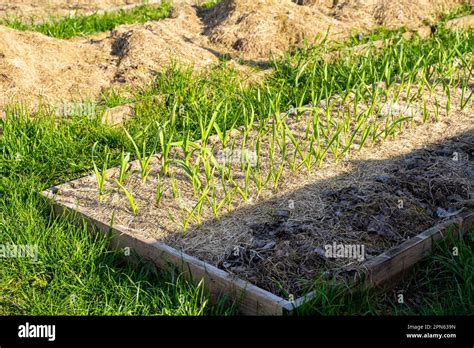 Vegetable Garden Bed With Growing Garlic And Dry Grass Mulch Evening