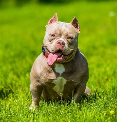 Are American Bully Dogs Mean At Eugene Goff Blog