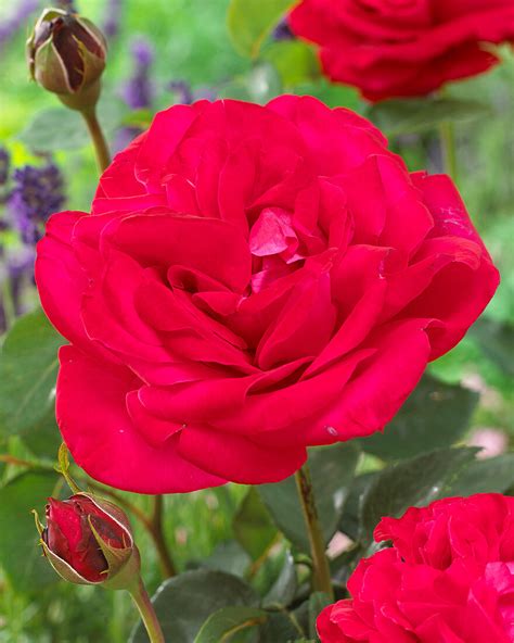 Rosa Dame De Coeur Herz Dame Bild Kaufen 12618065