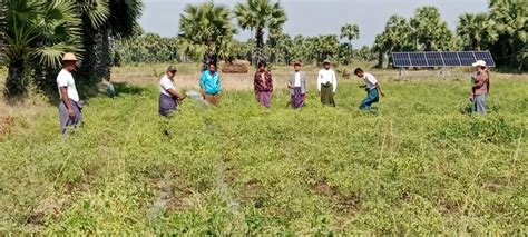 နတ်မောက်မြို့နယ် တောင်ထောင့်ကျေးရွာတွင် ဆိုလာရေတင်စနစ်ဖြင့် လယ်ယာမြေများ ဖော်ဆောင်စိုက်ပျိုး