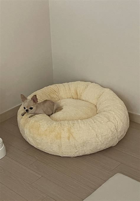 강아지 마약방석 사줬는데 궁궐이여 인스티즈instiz 이슈 카테고리