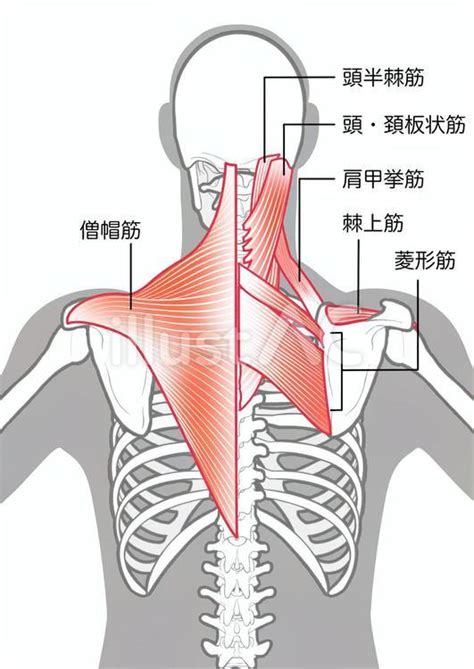Free Vectors Muscles That Support The Cervical Spine Superficial Layer