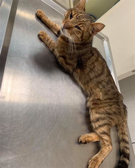 ΦΙΛΟΙ ΖΩΩΝ And Ανθρωπων Φιλοζωικό And Φιλανθρωπικό Σωματείο Εθελοντων 7 5 21 σταματησα να τρωω