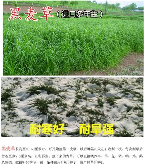 进口耐寒多年生黑麦草种子四季常青畜牧草猪牛羊鸡鸭鹅鱼草籽种籽 虎窝淘