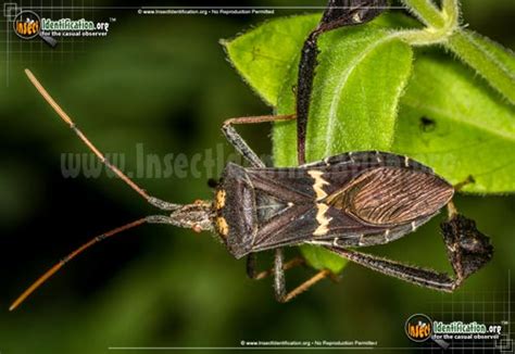 Leaf Footed Bug L Zonatus