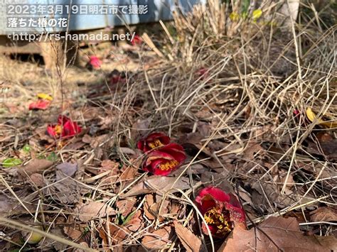 椿の花はなぜ花びら単位でなく丸ごと落ちるの？｜自然植物図鑑