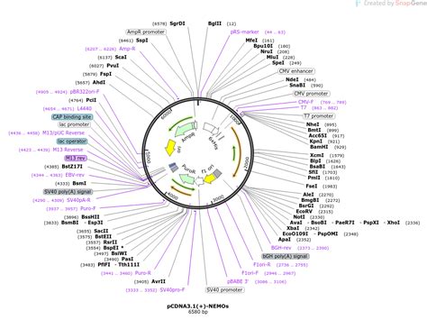Addgene Pcdna3 1 Nemos