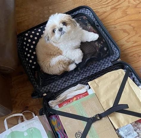 엄마 짐이 담긴 캐리어 가방 바닥에 펼쳐놓았더니 강아지의 귀여운 행동 애니멀 플래닛