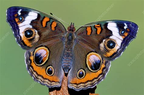 Common Buckeye Stock Image Z3551602 Science Photo Library