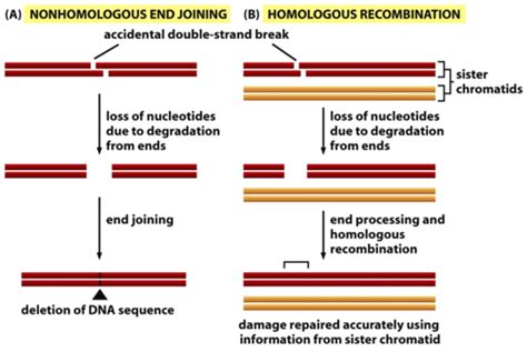 9 Meiosis Homologous Recombination In Eukaryotes And Homologous
