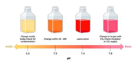 Breaking Down Cell Culture Media
