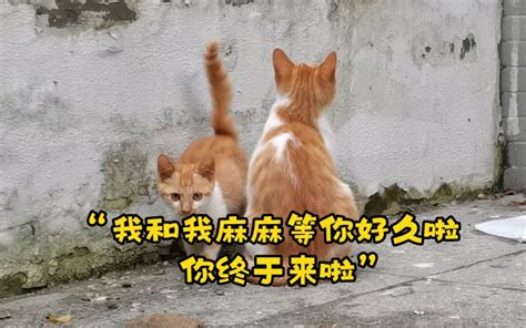 小猫咪们我来啦 哔哩哔哩 bilibili