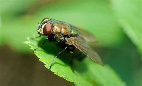 Flies Pest Asset Pest Control