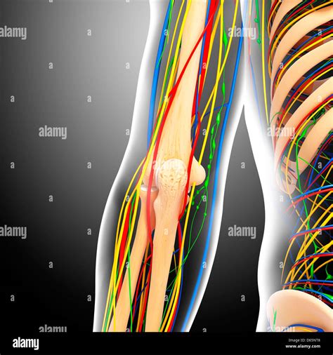 Ellbogen Anatomie Fotos Und Bildmaterial In Hoher Auflösung Alamy