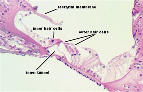 Crista Ampullaris Histologie