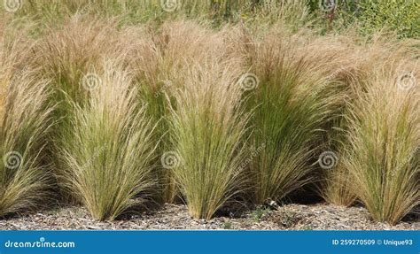 Grass Stipa Tenuissima With Aerial Foliage Stock Image Image Of