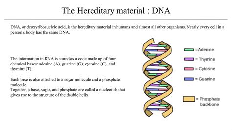 different forms of dna pdf genetics science