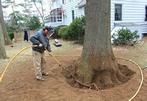 Girdling Roots Four Seasons Tree Care