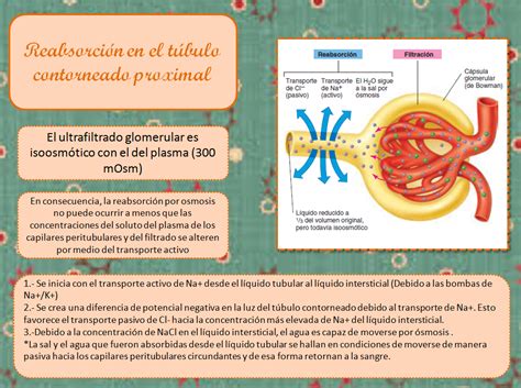 Blog de Fisiología UAS de Gisselle Gpe Camarillo Ramos Tubulo