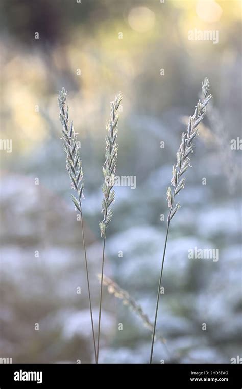 Lolium Perenne Commonly Known As Perennial Ryegrass English Ryegrass