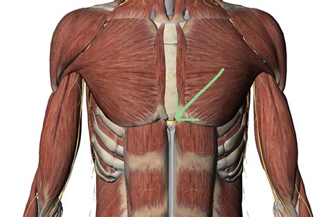 Protruding Xiphoid Process