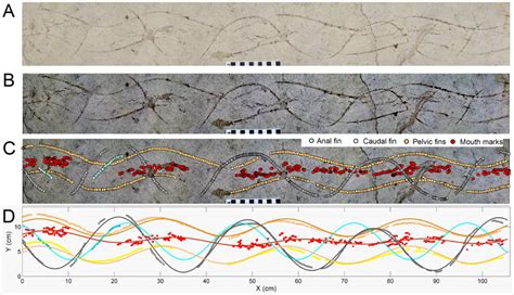 Palaeocast Palaeontology Podcasts