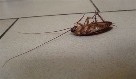 Diatomaceous Earth For Roaches Will It Help To Get Rid Of Them