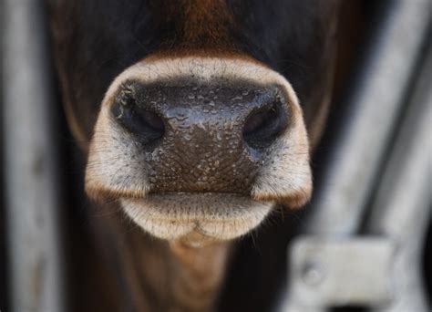 Effects Of Feed Restriction On Eating Behavior