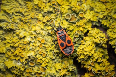 Fire Bug Insect Free Photo On Pixabay Pixabay