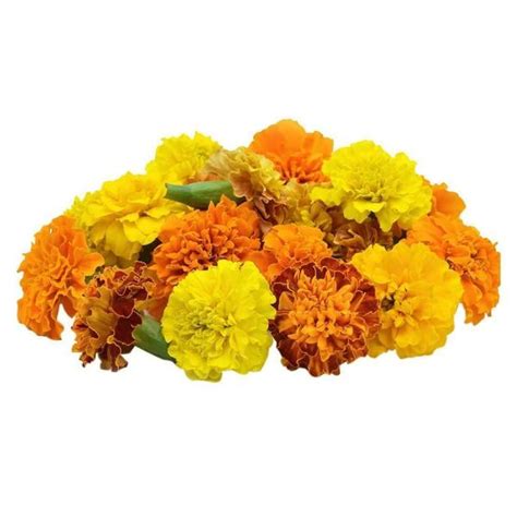 Fresh Flowers Marigold 100 Yellow Marigold Star Indo Japan