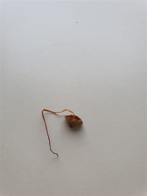 몬스테라 옆에 버섯같이 생긴거 지식in