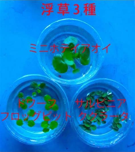 浮草3種①・・・メダカ飼育用 無農薬 補償付き メルカリ