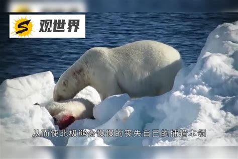 为什么不能给即将饿死的北极熊喂食物？看完莫名心塞！