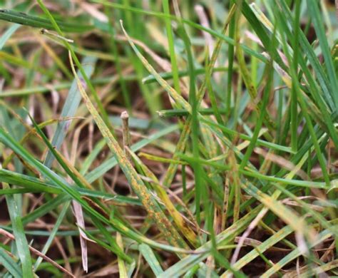 Lawn Rust Disease
