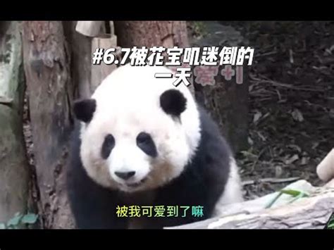 6 7花叶小剧场许久未上公主房木架上睡告告的花宝叽草帽讲故事 YouTube