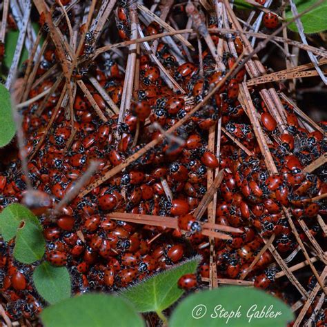 Ladybug Nest By Stephgabler On Deviantart
