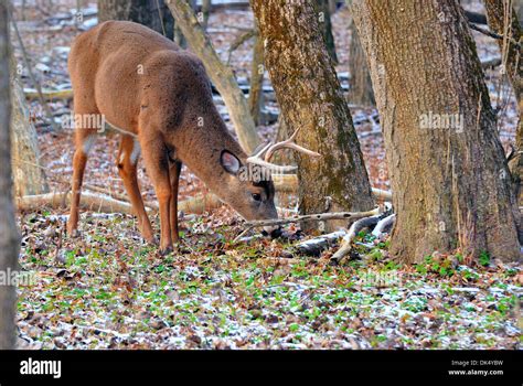 Whitetail Deer Buck Standing In A Woods Stock Photo Alamy