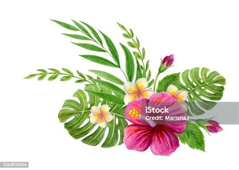 분홍색 중국 히비스커스 장미 깃털 꽃 모스타 야자 수잎 흰색 배경에 고립 된 야자 수채화 그림 꽃 여름 열대 장식 0명에 대한