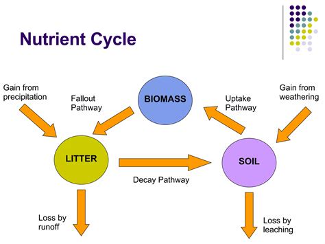 Ecosystems 3 Nutrient Cycle Ppt