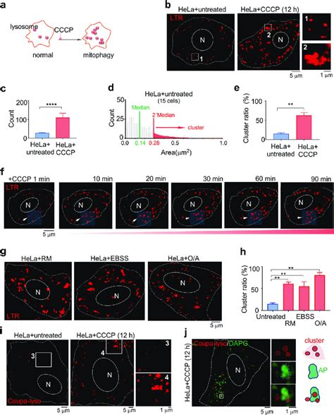 Super Resolution Imaging Of Lysosome Clustering Upon Stimulation A