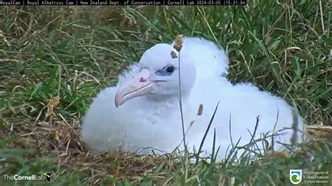 Closeup Of Tf Chick 3 5 2024 Youtube